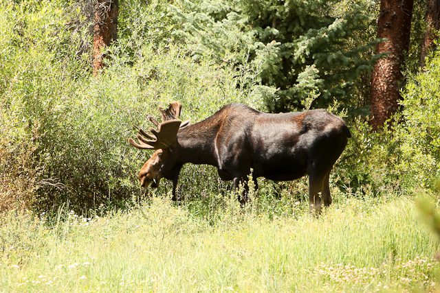 Moose in Breckenridge, Colorado - Jensen Sutta Event Photography Blog